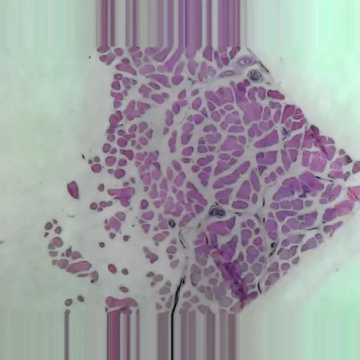 MICROSCOPE SLIDE - Insect trachea