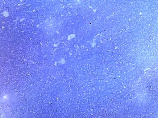 MICROSCOPE SLIDE - Insect trachea