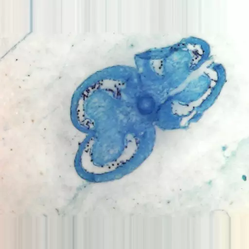 MICROSCOPE SLIDE - Insect trachea
