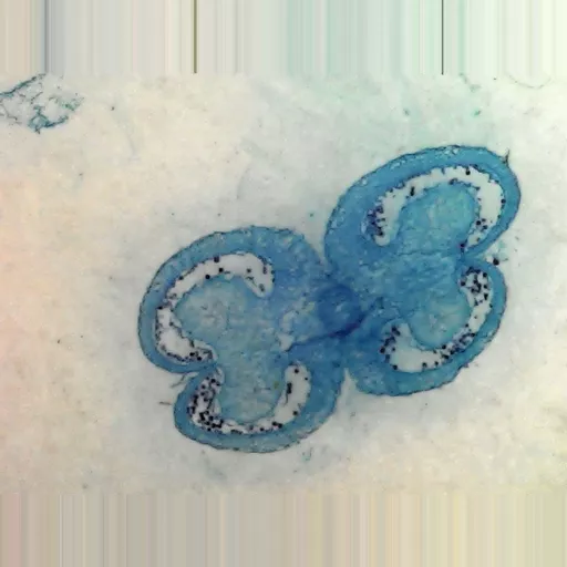 MICROSCOPE SLIDE - Insect trachea