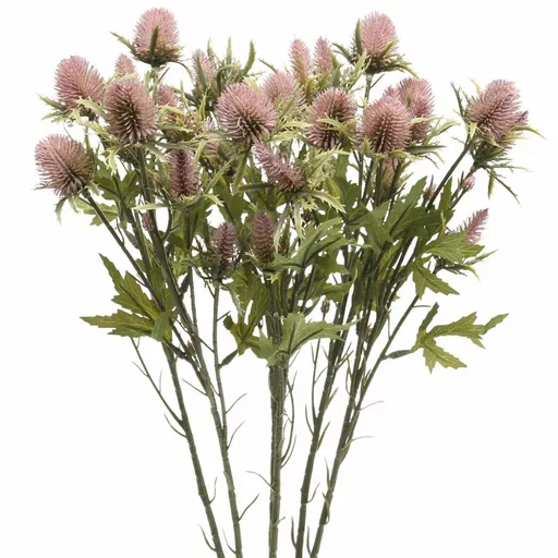 Thistle Spray | Starbeck Education
