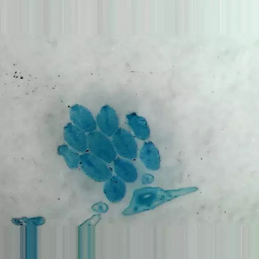 MICROSCOPE SLIDE - RANUNCULUS LS FLOWER