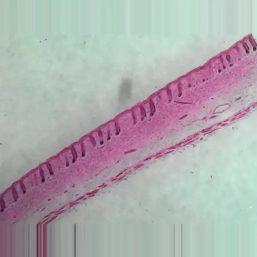 MICROSCOPE SLIDE - Insect trachea