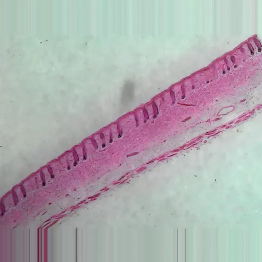 MICROSCOPE SLIDE - Insect trachea