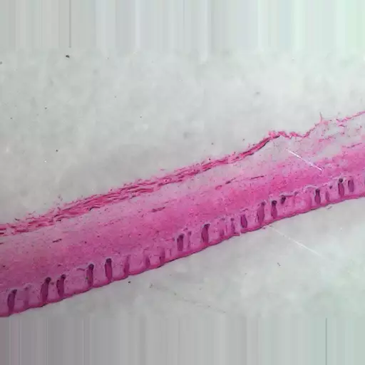 MICROSCOPE SLIDE - Insect trachea